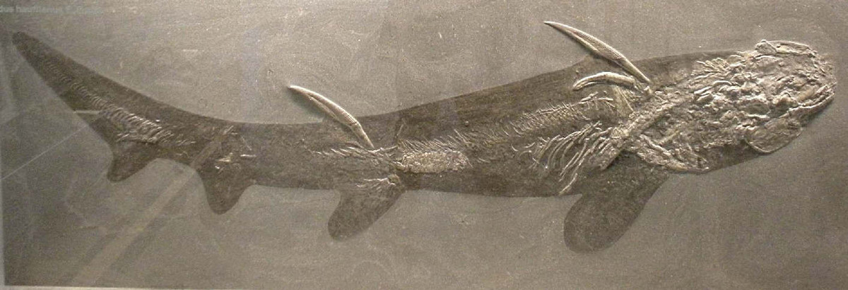 Critter of the Month: Hybodus – Pete's Paleo Petshop