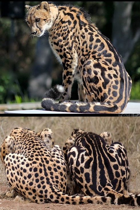 Critter of the Month: Dilophosaurus – Pete's Paleo Petshop