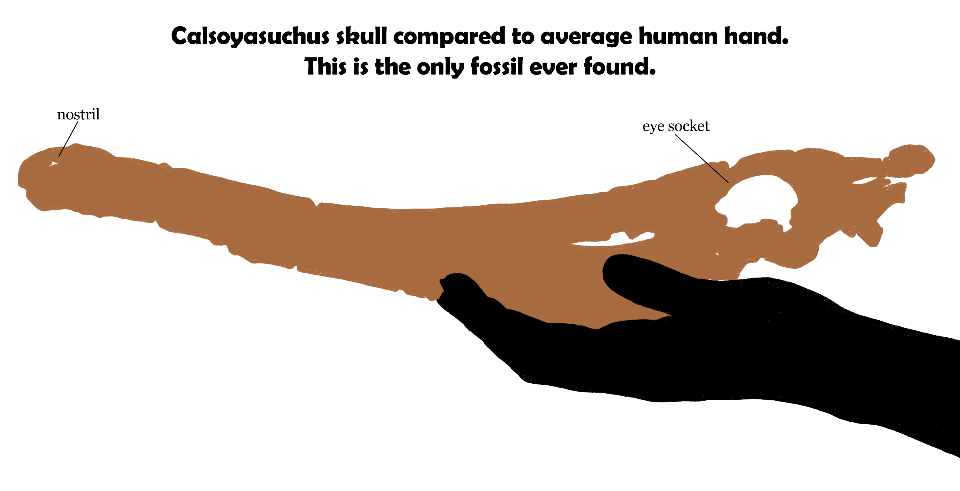 Fossil Friday: Calsoyasuchus – Pete's Paleo Petshop