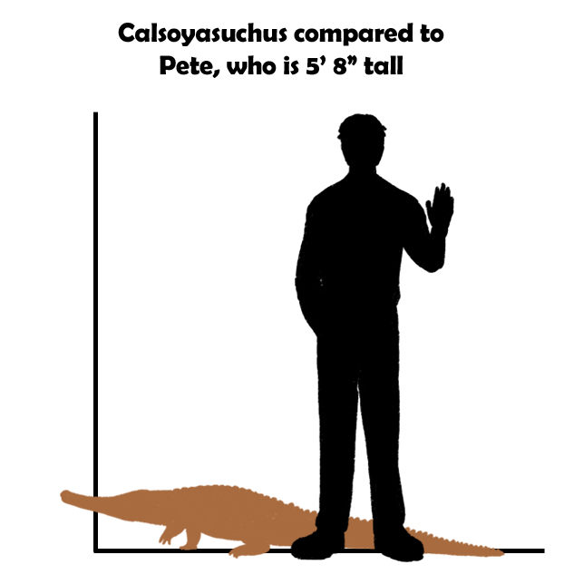 Fossil Friday: Calsoyasuchus – Pete's Paleo Petshop