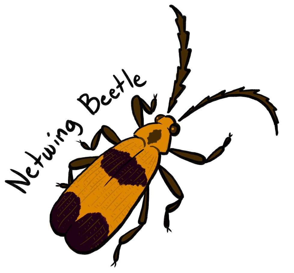 Fossil Friday: Insects Part 1 – Pete's Paleo Petshop