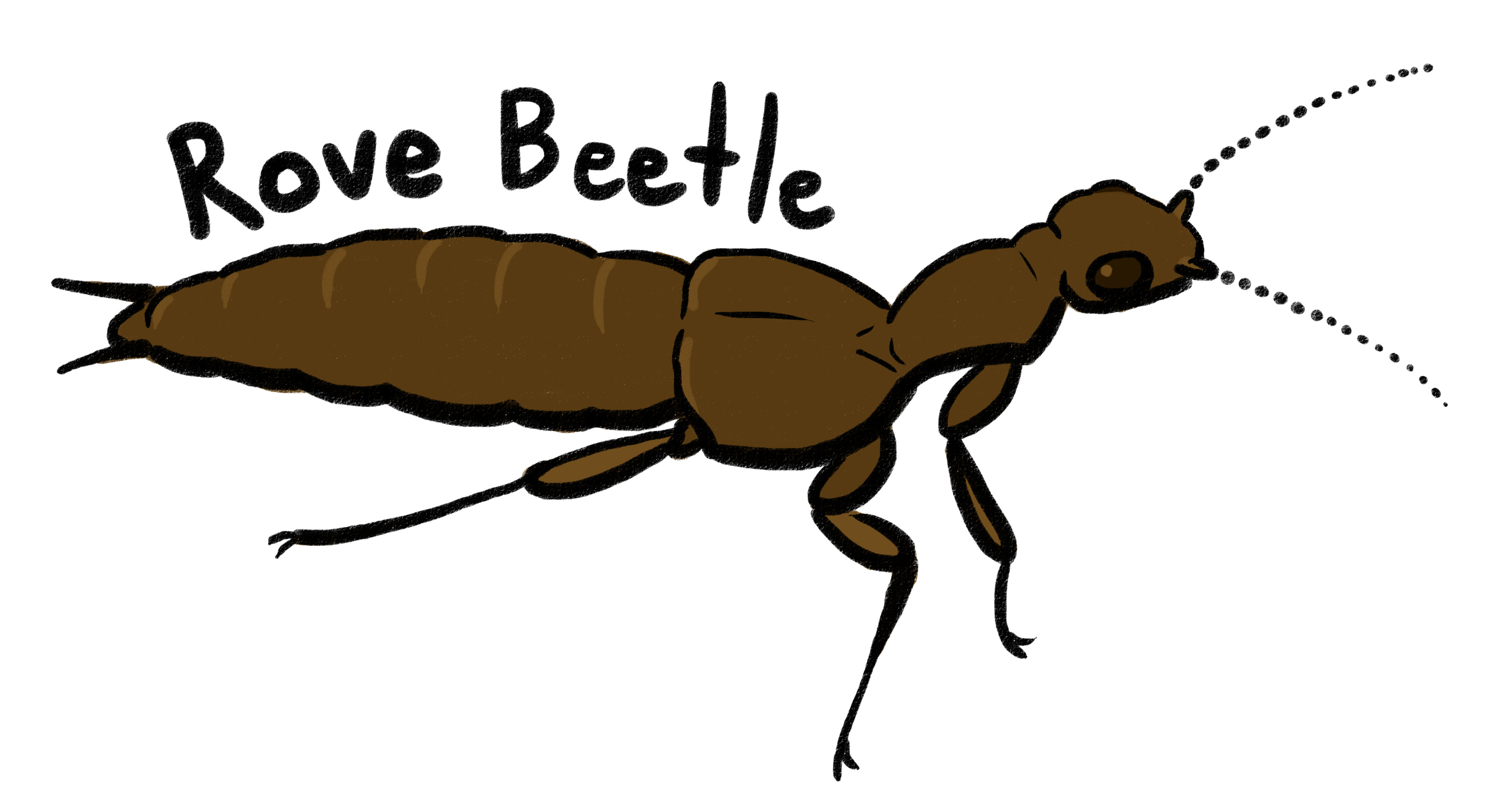 Fossil Friday: Insects Part 1 – Pete's Paleo Petshop