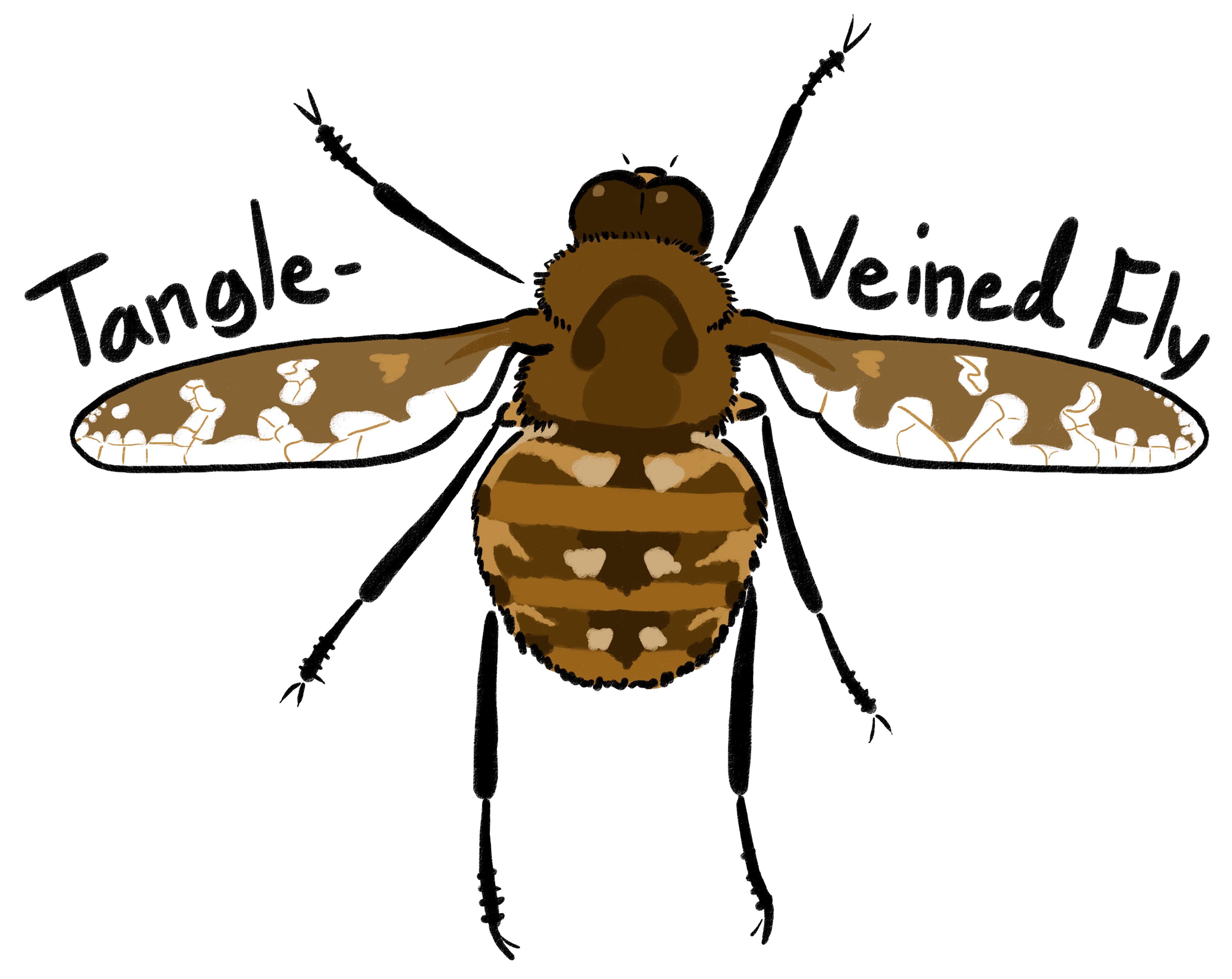 Fossil Friday: Insects Part 3 – Pete's Paleo Petshop