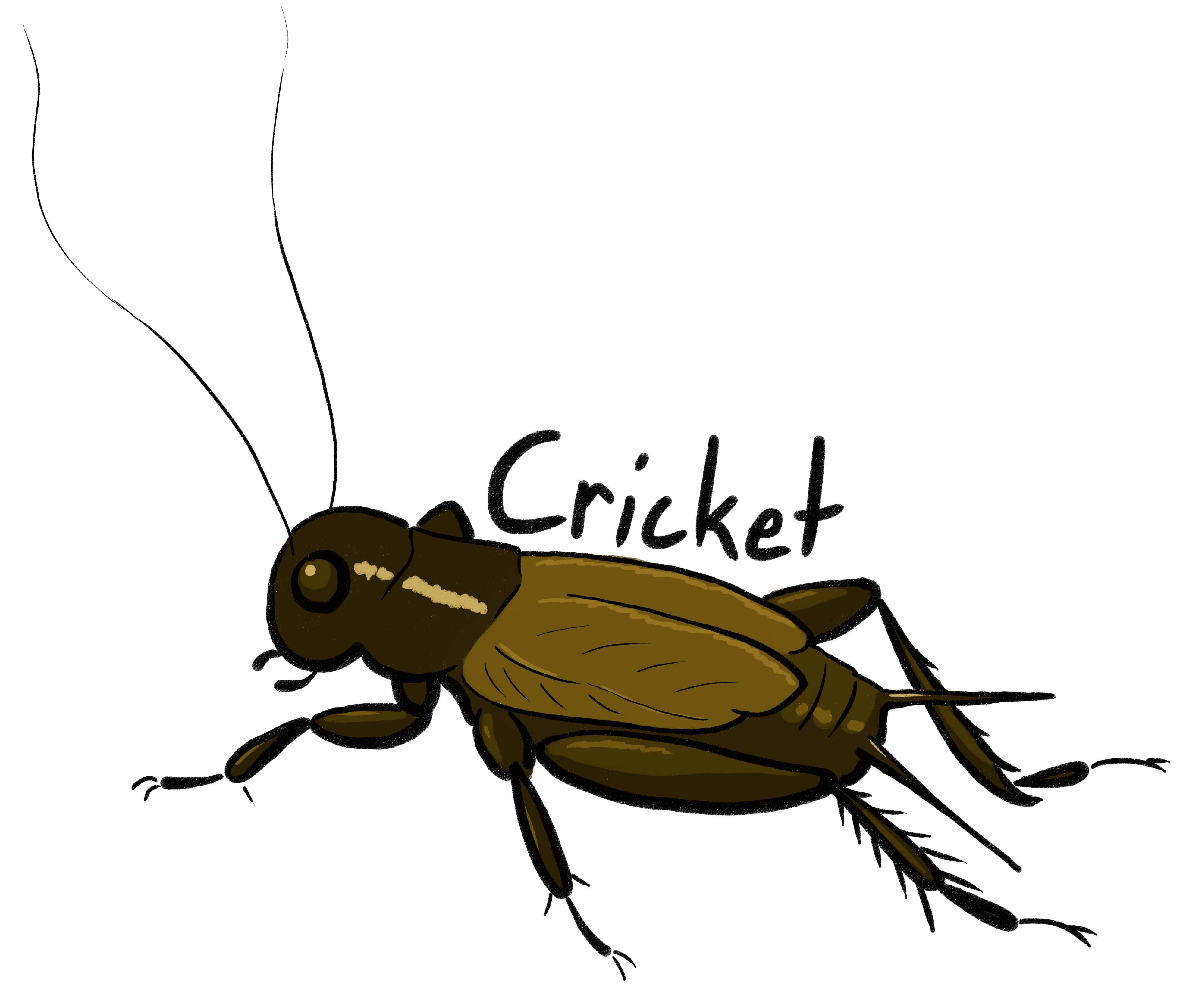 Fossil Friday: Insects Part 6 – Pete's Paleo Petshop