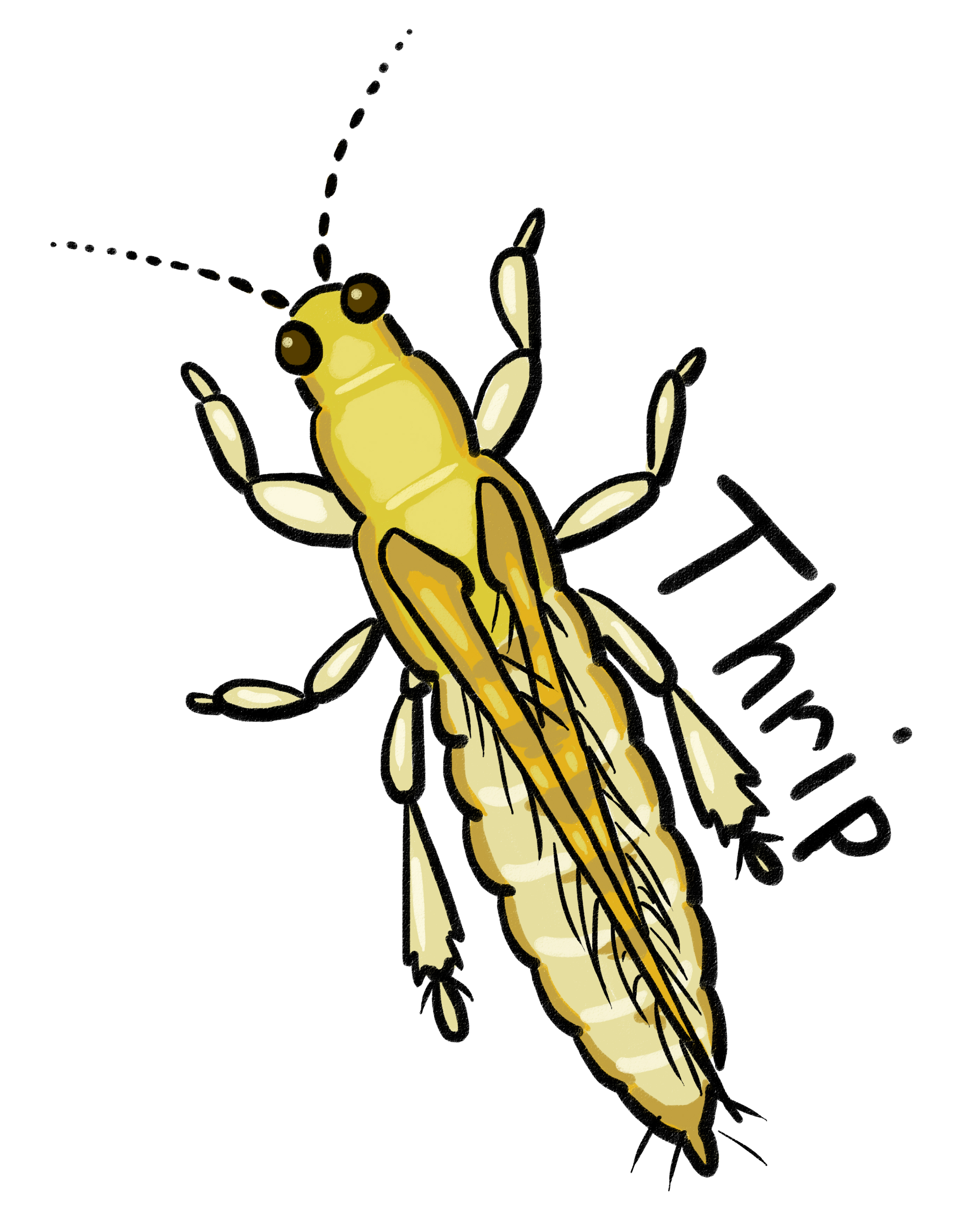 Fossil Friday: Insects Part 5 – Pete's Paleo Petshop