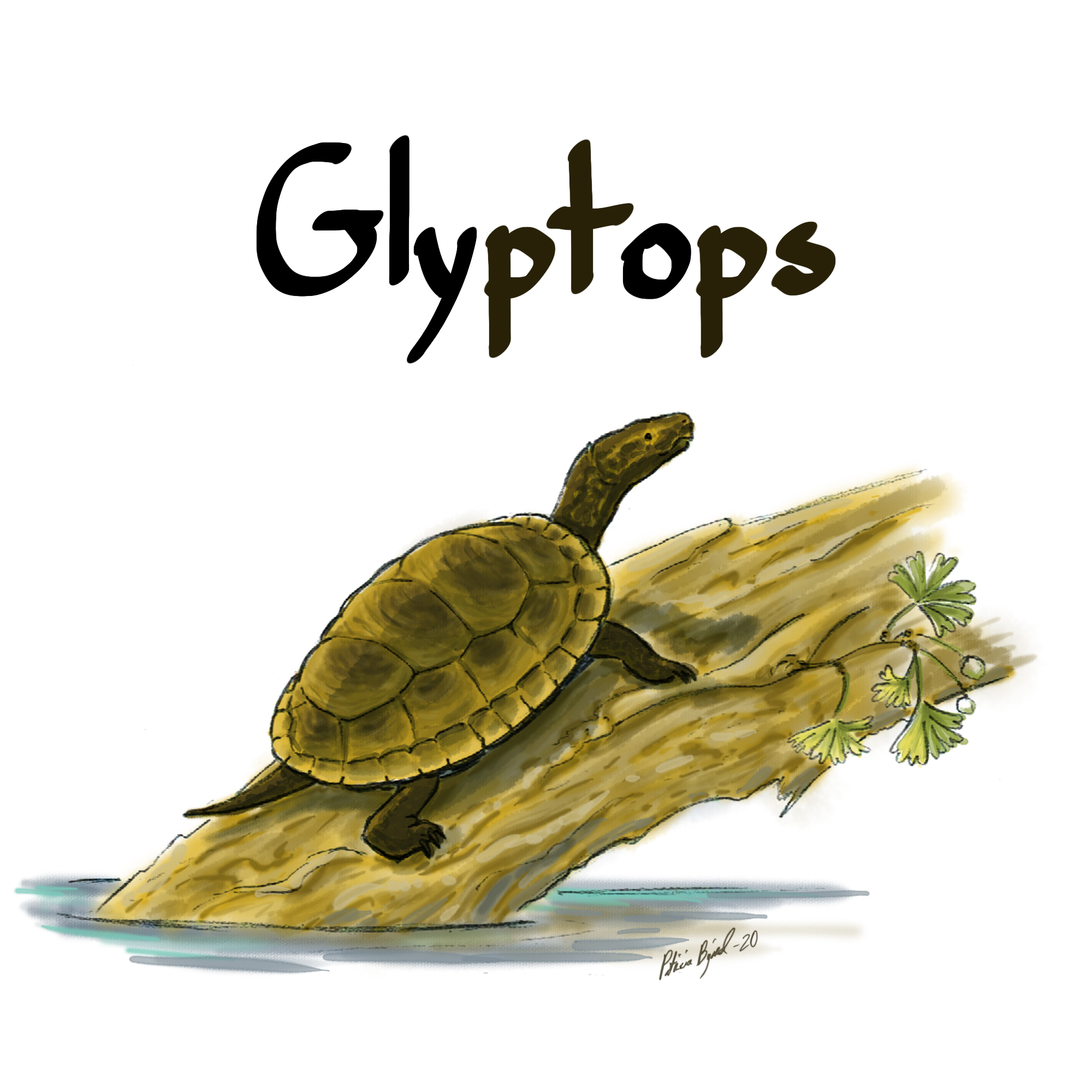 Fossil Friday: Glyptops – Pete's Paleo Petshop